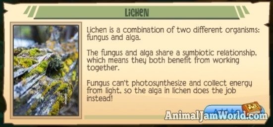 Balloosh Journey Book Guide & Cheats - Animal Jam World